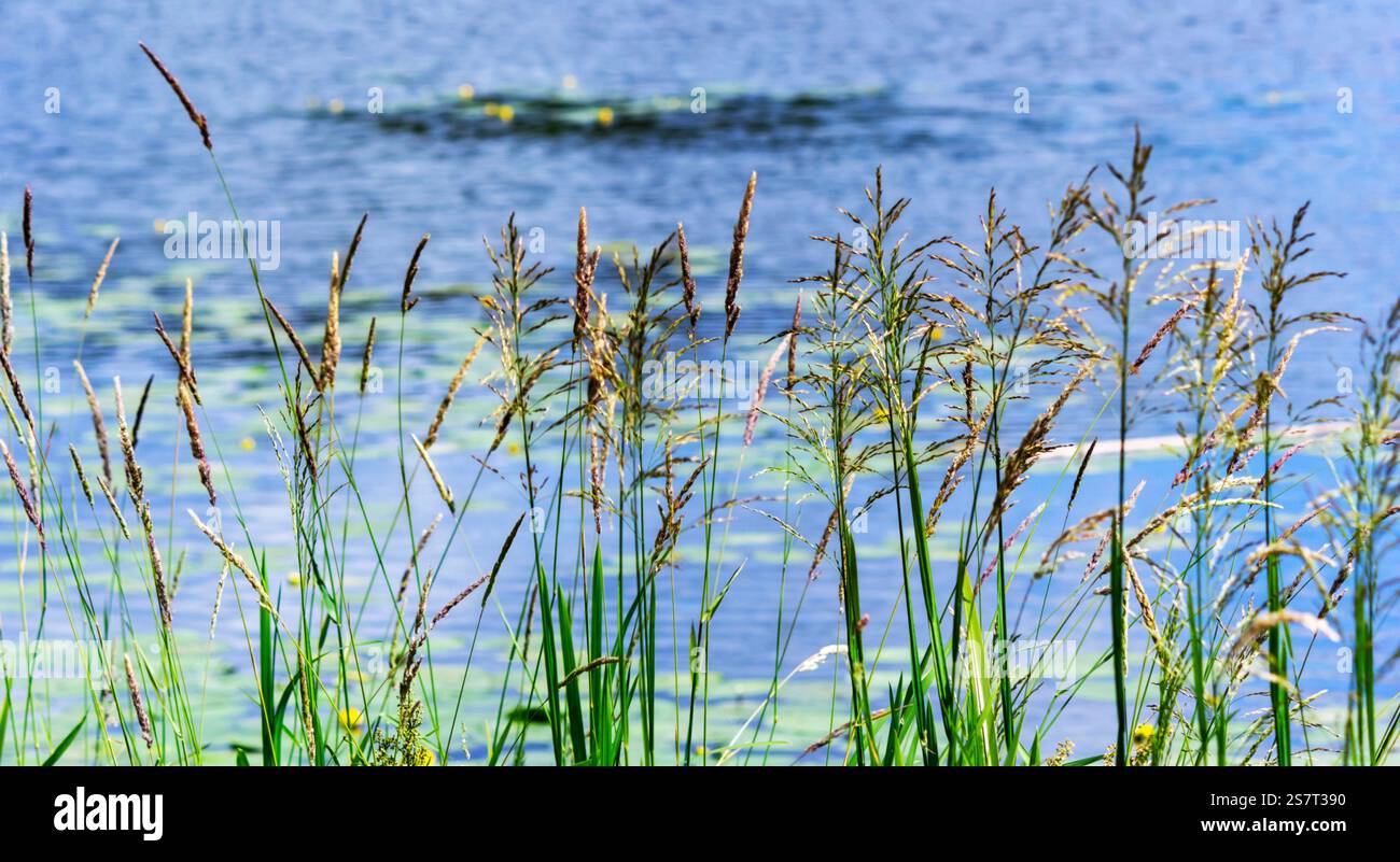 The natural coastline is covered with grass and reeds. A calm water ...