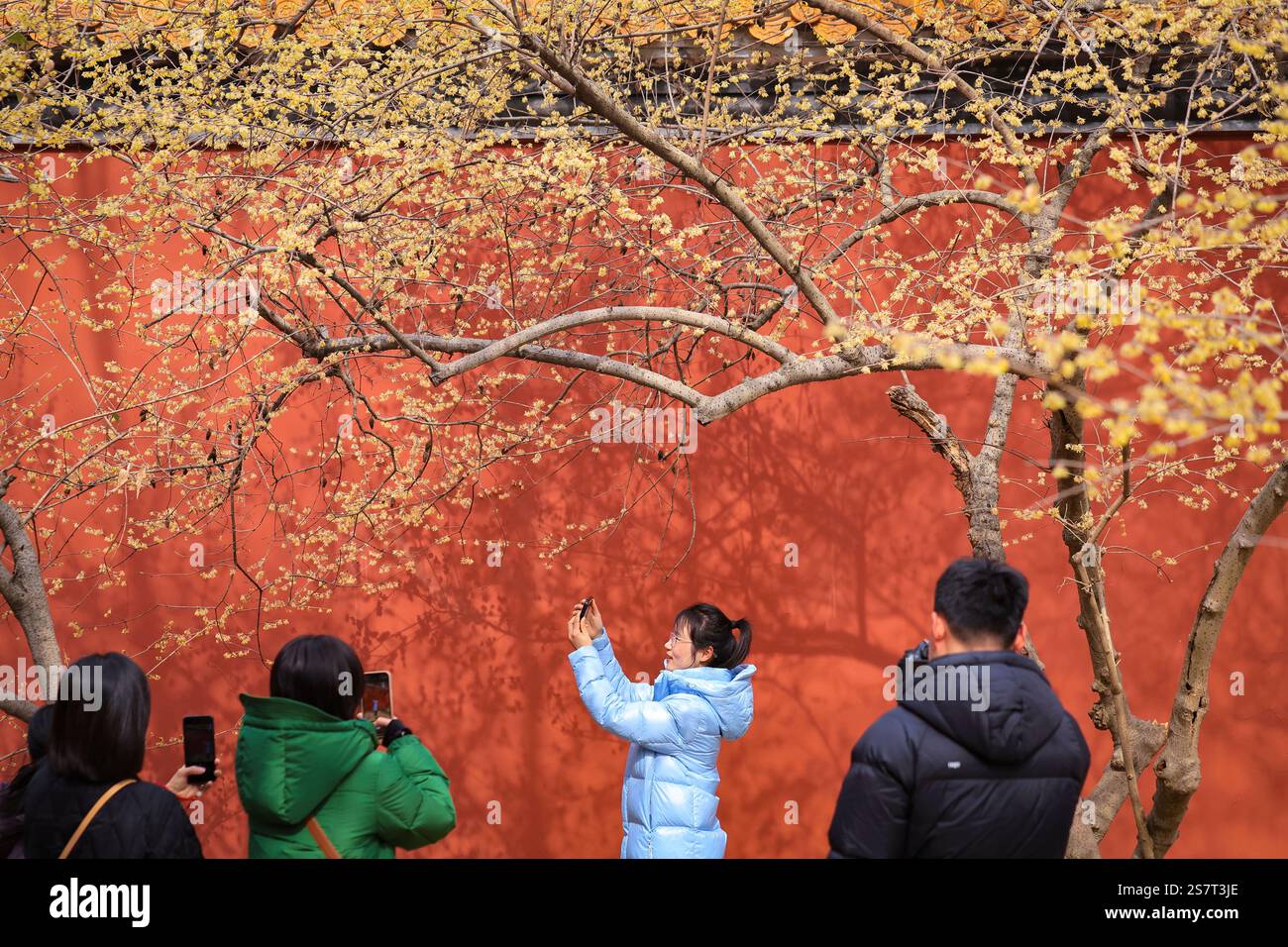 Tourists take photos under wintersweet trees at The Ming Tomb Scenic ...