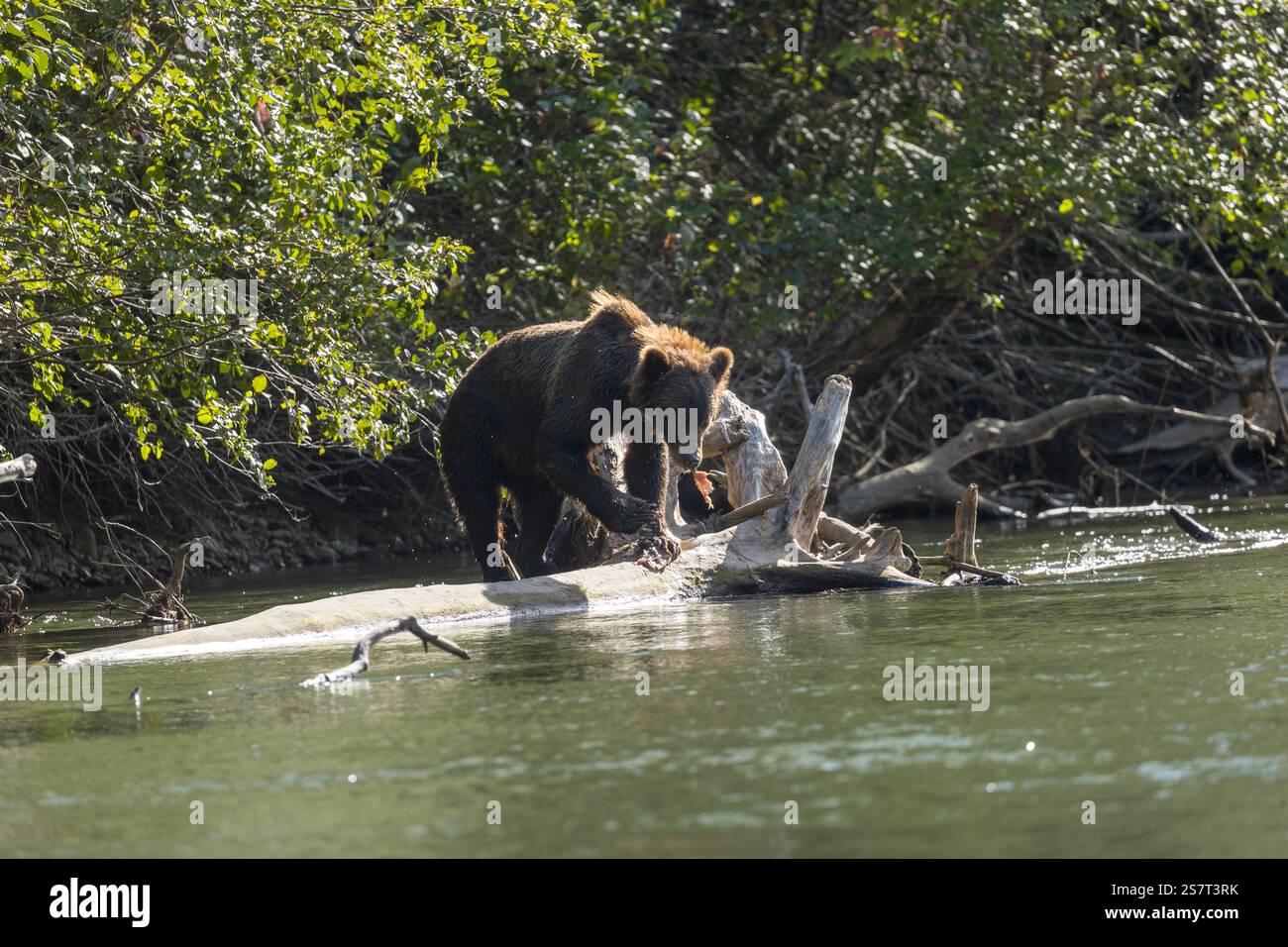 Grizzly bear (Ursula arctos horribilis) fishing British Columbia Canada ...