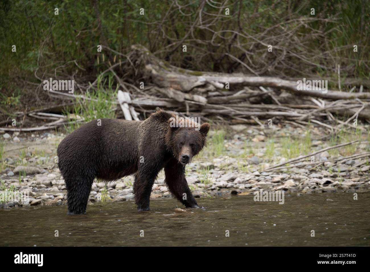 Grizzly bear (Ursula arctos horribilis) fishing British Columbia Canada ...