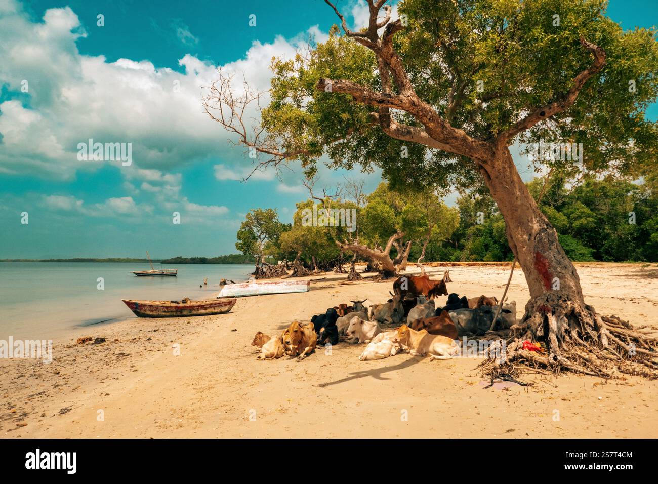 Cows resting under the shade of mangrove tree in Funzi Island, Kenya ...