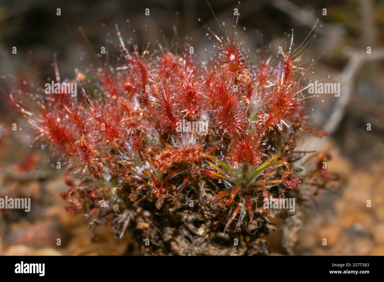 Adult plants of an Australian pygmy sundew (Drosera scorpioides), large ...