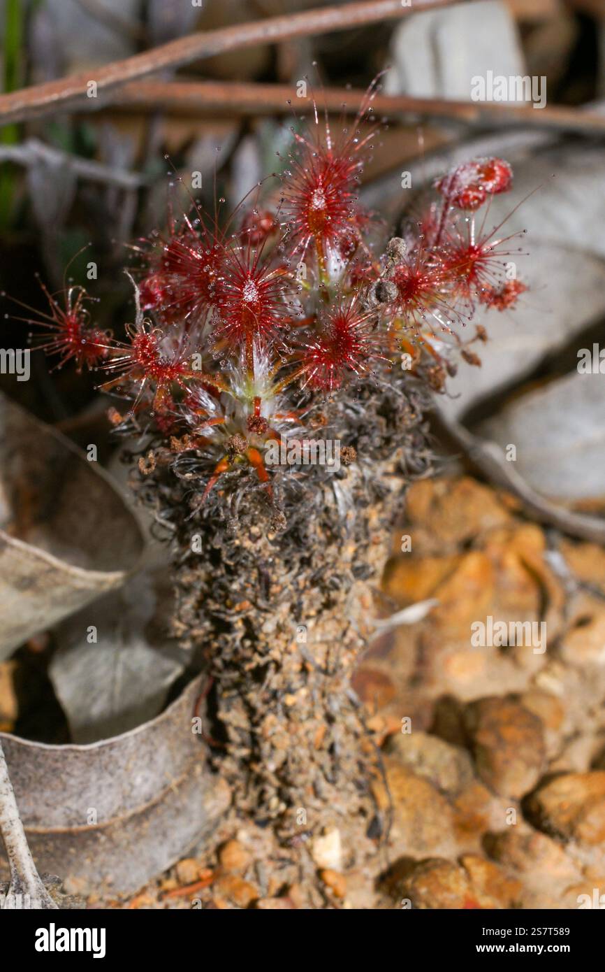 Australian pygmy sundew (Drosera scorpioides), tree-like growth with ...