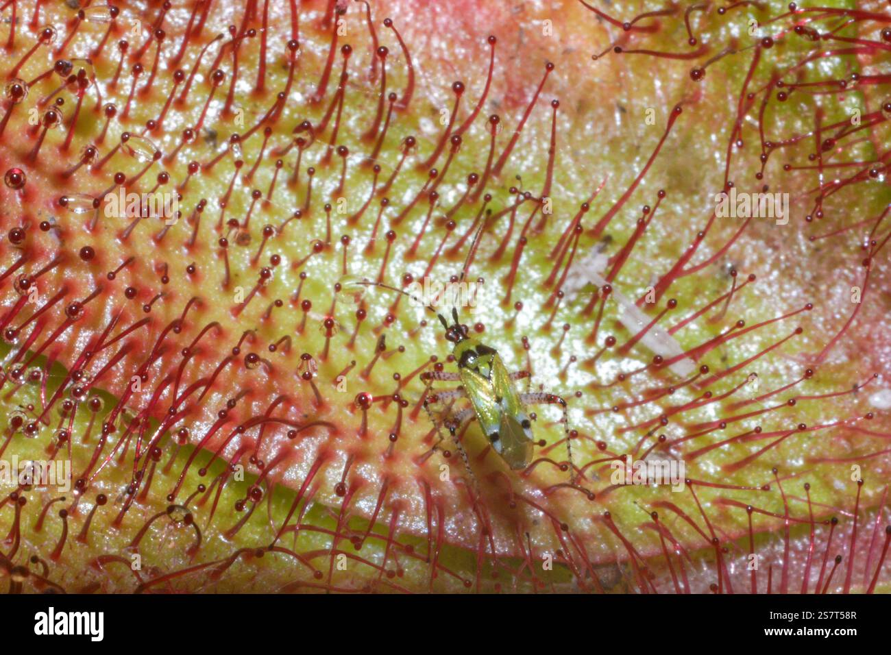 Drosera collina hi-res stock photography and images - Alamy
