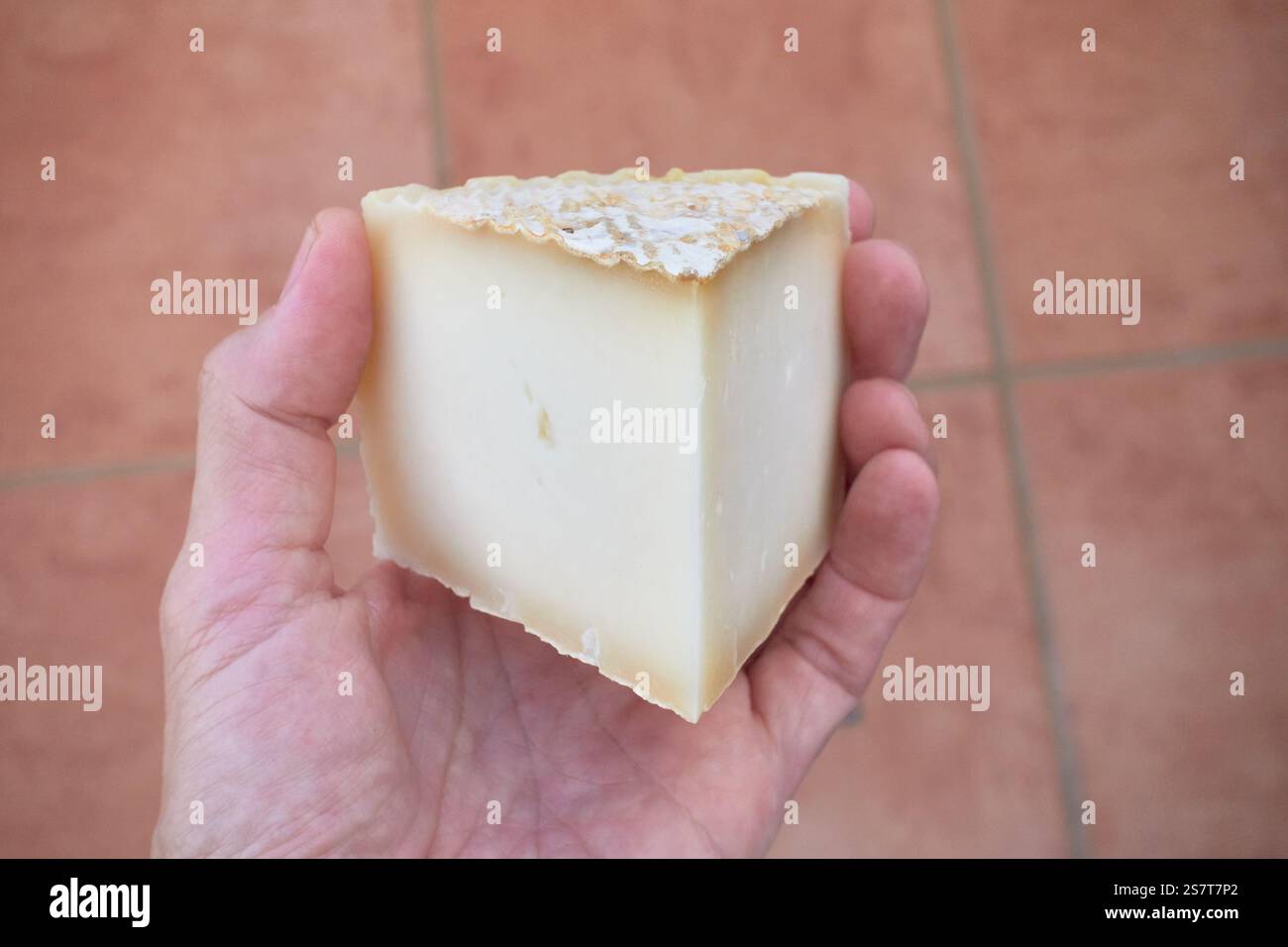 A hand holds a wedge of pale, aged cheese with a firm texture and ...
