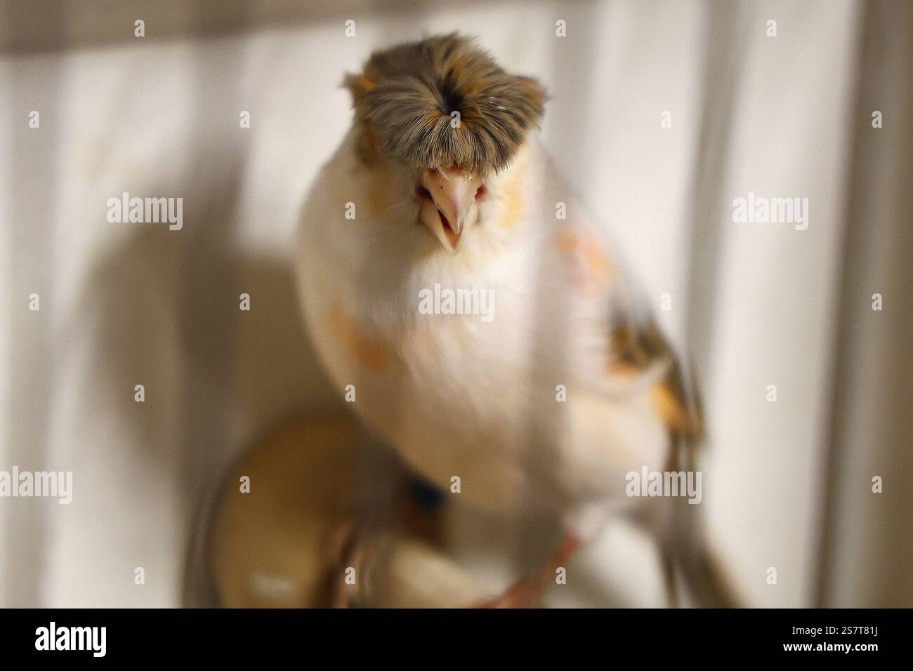 Vogelboerse 19.01.2025, Weissensee, Vogelboerse, hier koennen Voegel ...