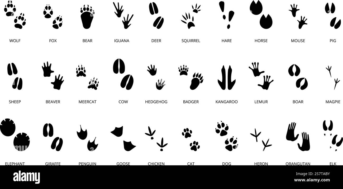 Black animal tracking footprints. Isolated wild animal paws prints ...