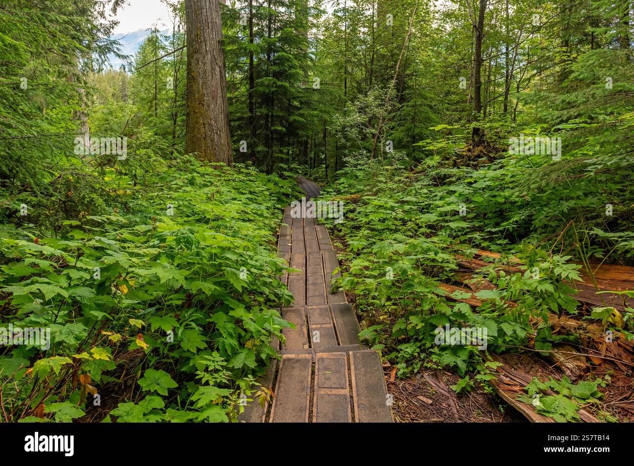 Lheidli tenneh hi-res stock photography and images - Alamy