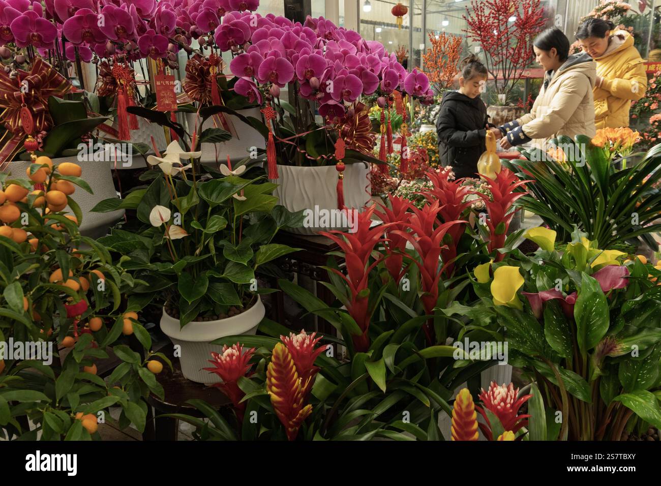 Spring Festival flowers attract people in Nanjing City, east China's ...