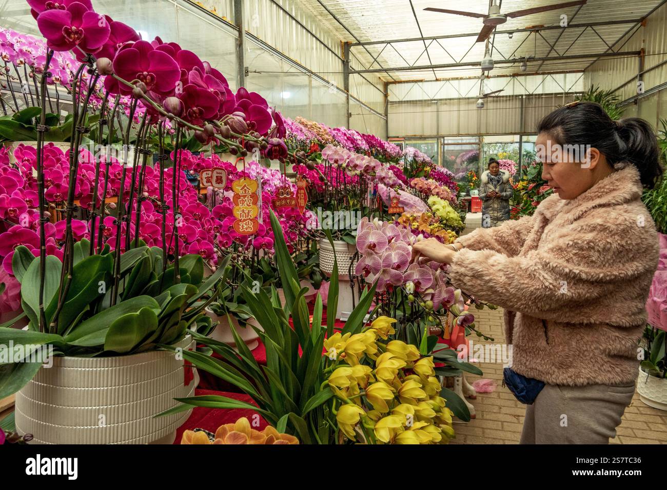 Spring Festival flowers attract people in Nanjing City, east China's ...