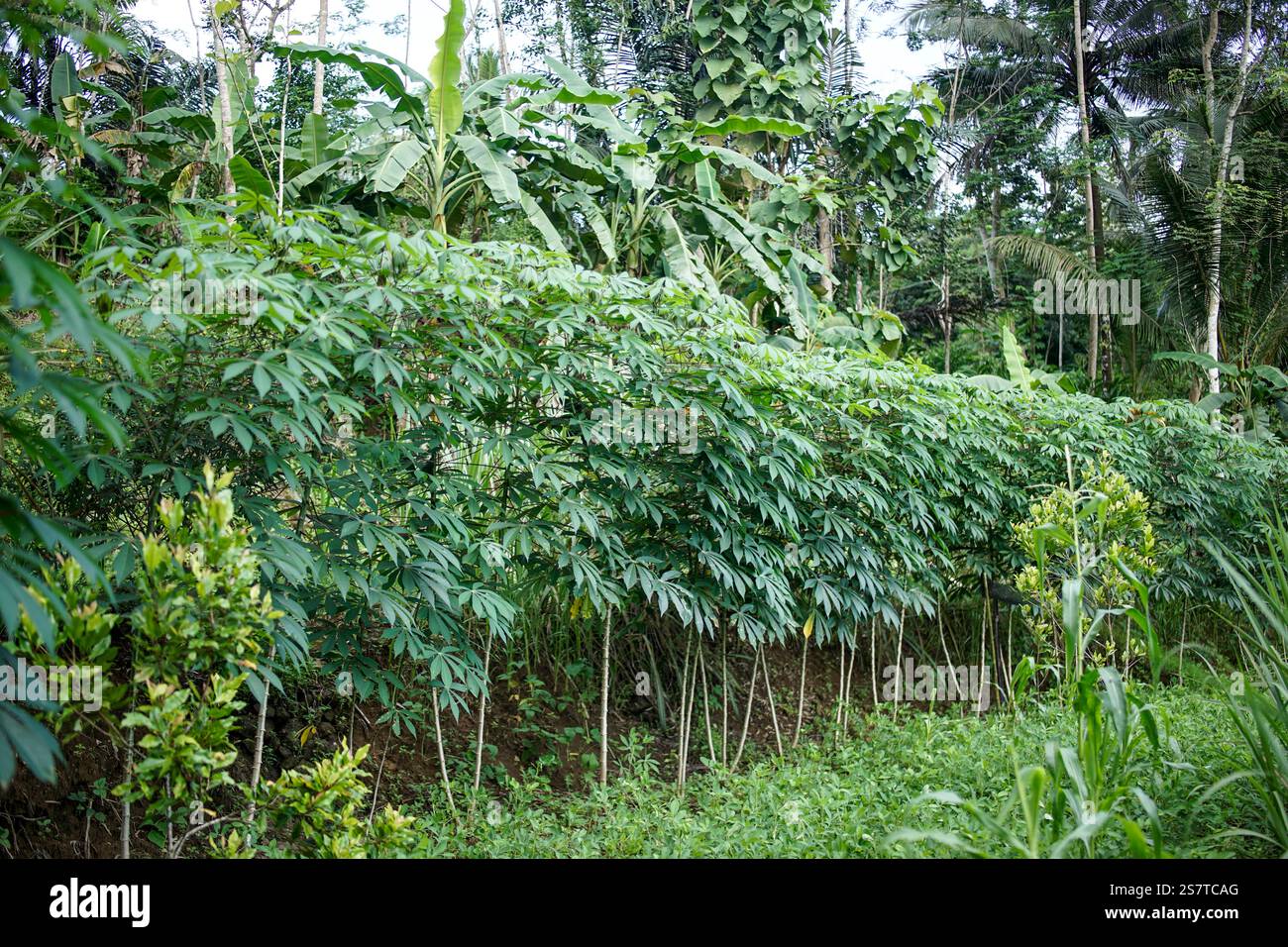 cassava trees lined the garden Stock Photo - Alamy