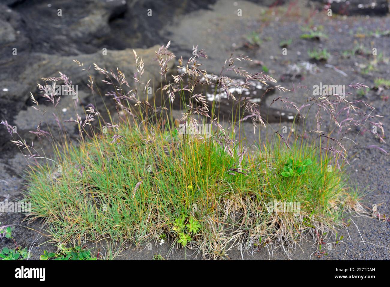 Brown bentgrass hi-res stock photography and images - Alamy