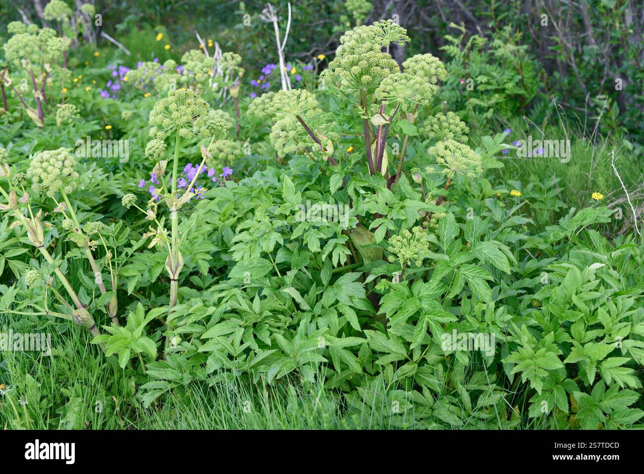 Angelica or wild celery (Angelica archangelica) is an edible and ...