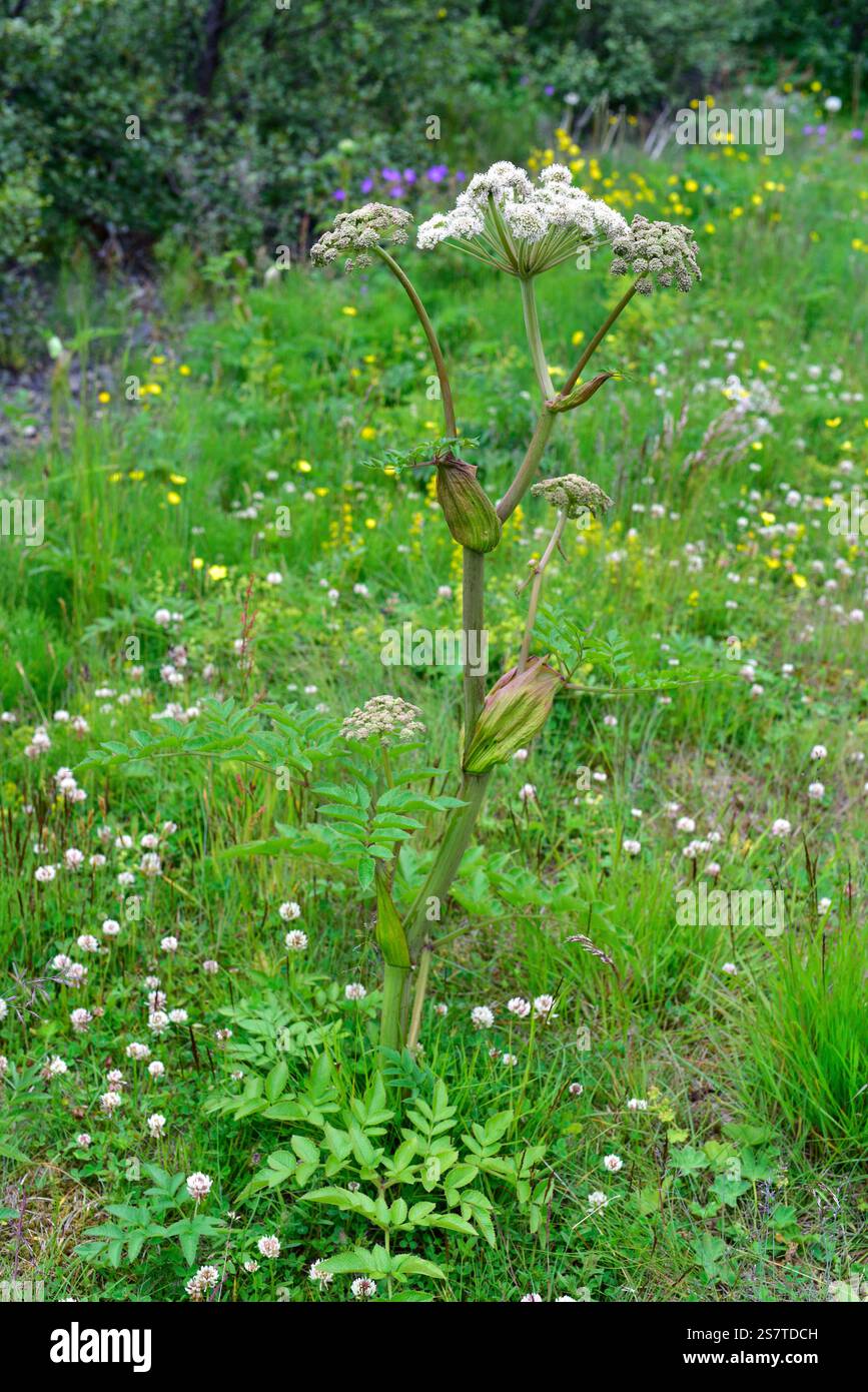 Wild angelica (Angelica sylvestris) is an edible annual herb native to ...