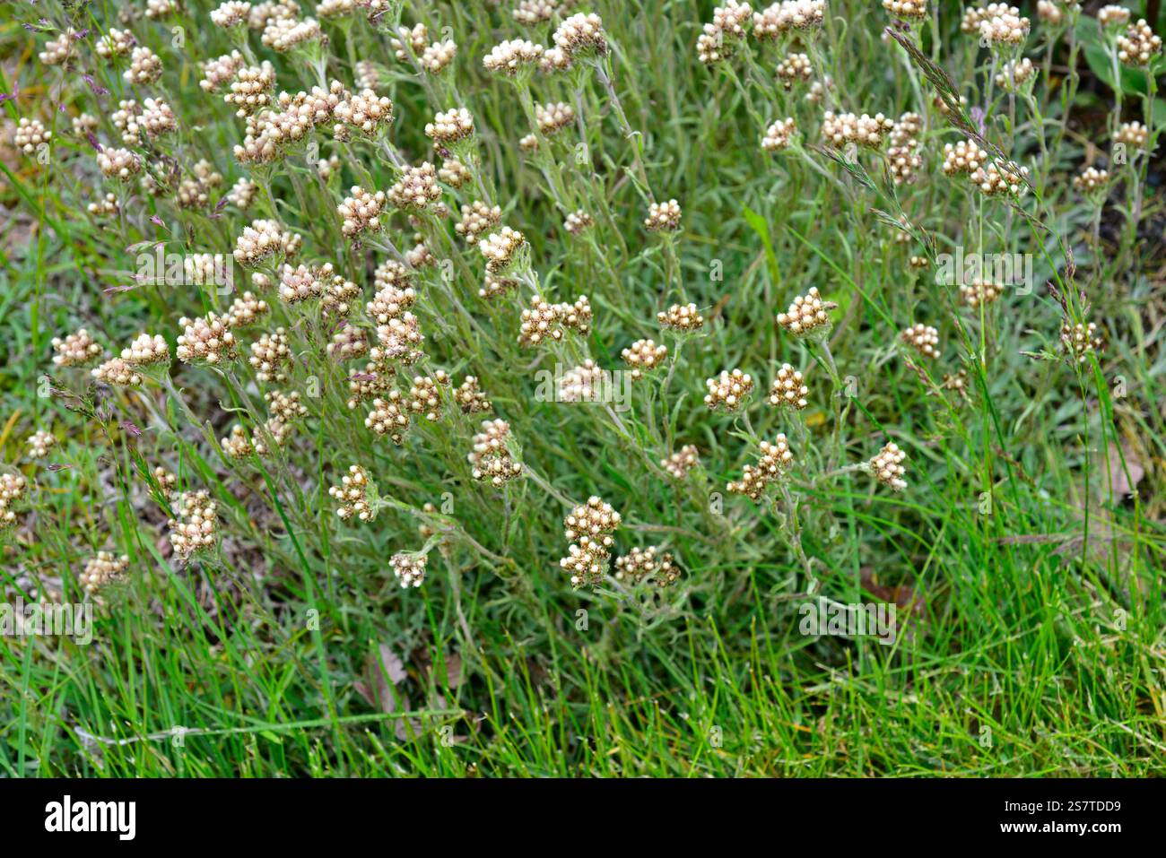 Alpine pussytoes (Antennaria alpina) is a perennial herb native to ...