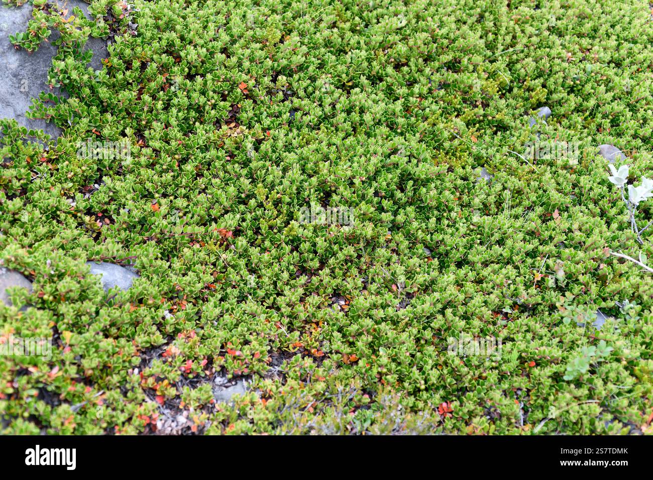 Bearberry (Arctostaphylos uva-ursi) is an evergreen medicinal ...