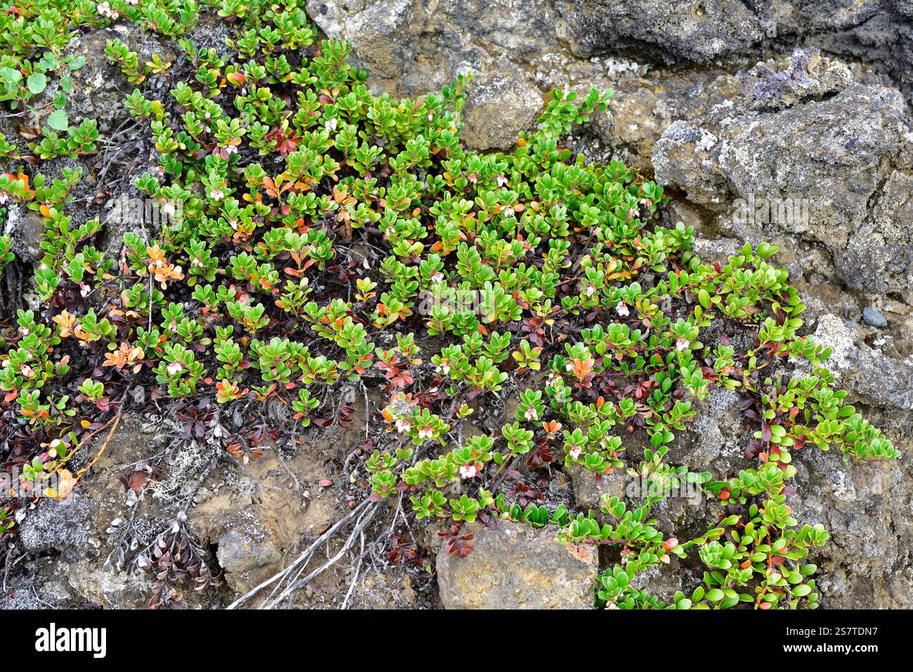 Bearberry (Arctostaphylos uva-ursi) is an evergreen medicinal ...