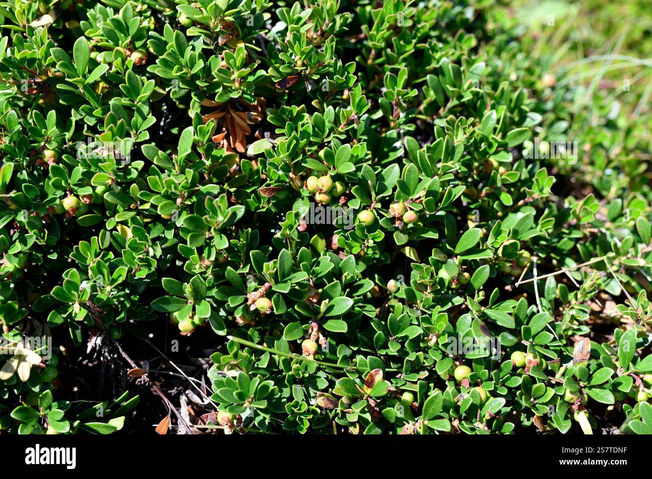 Bearberry (Arctostaphylos uva-ursi) is an evergreen medicinal ...