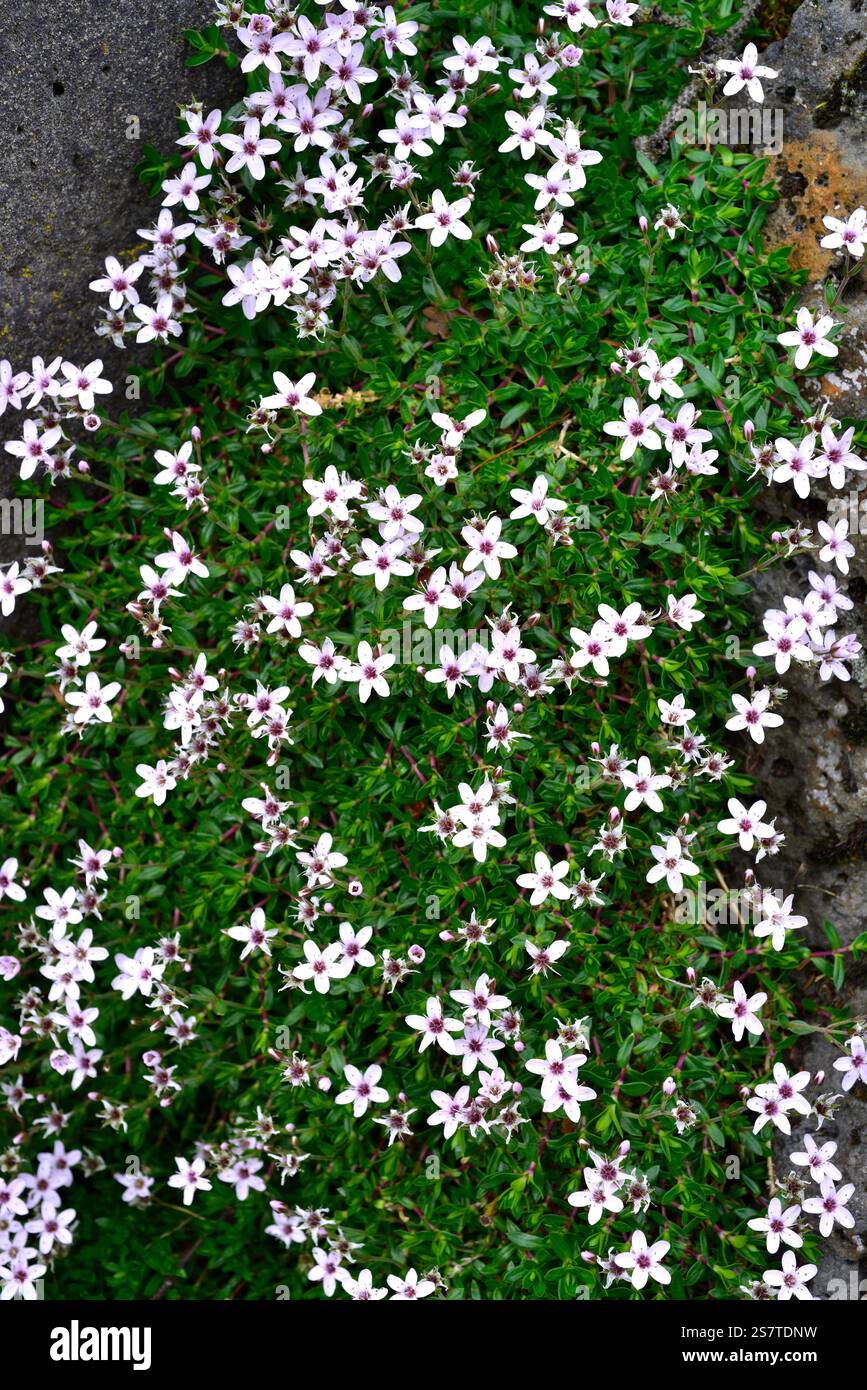 Pink sandwort (Arenaria purpurascens) is a subshrub native to Spain and ...