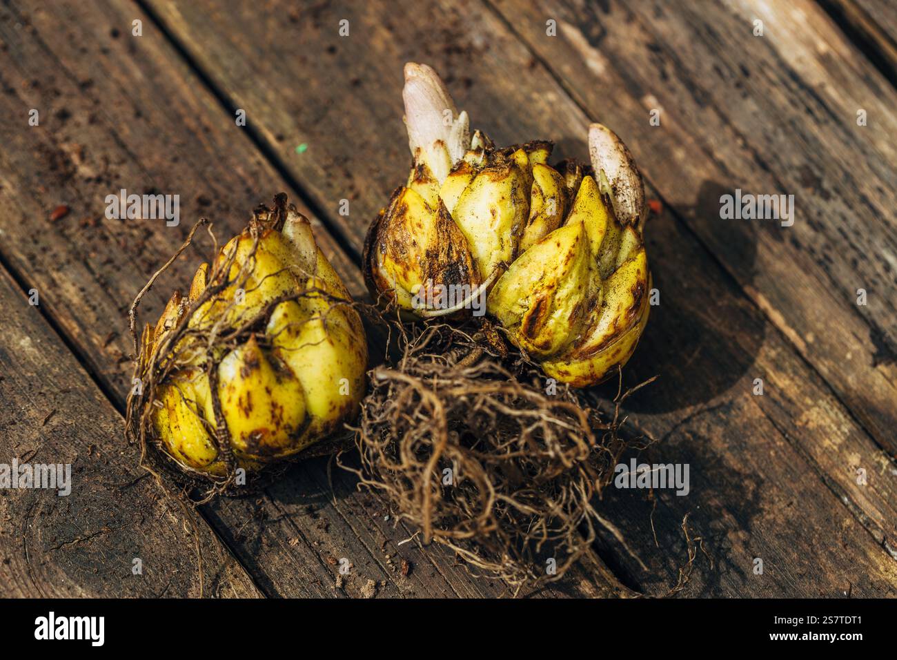 Lily bulbs on a wooden background. Ready for planting Stock Photo - Alamy