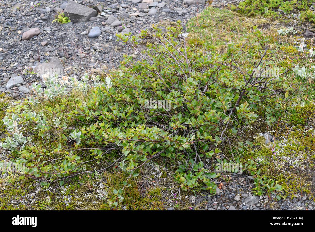 Dwarf birch (Betula nana) is a deciduous shrub native to Arctic regions ...