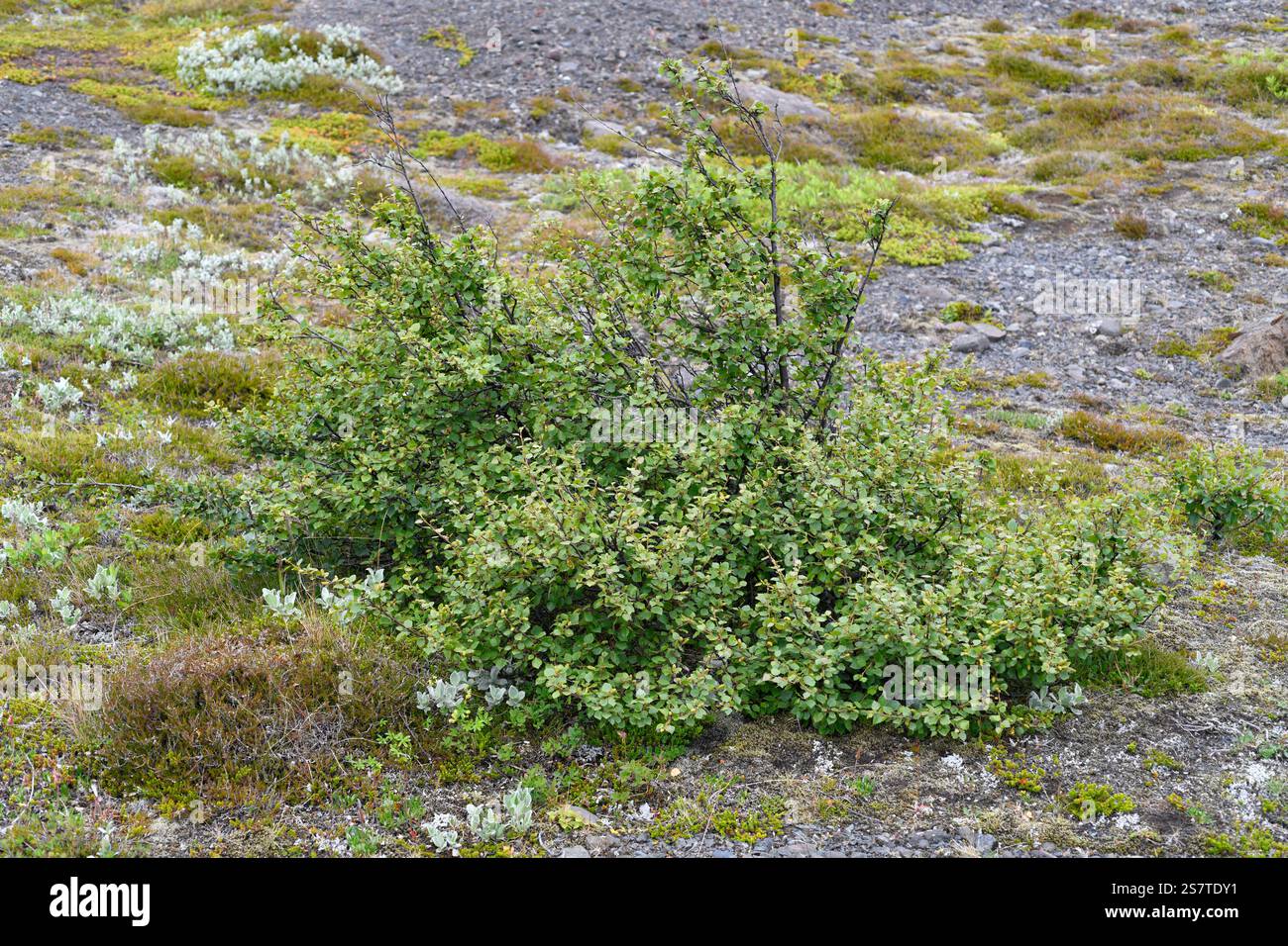 Dwarf birch (Betula nana) is a deciduous shrub native to Arctic regions ...