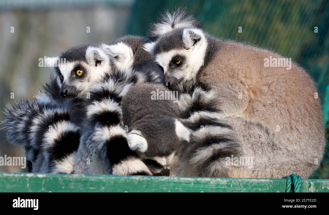 Ring-tailed lemurs are seen huddled together in a ball at a zoo in ...