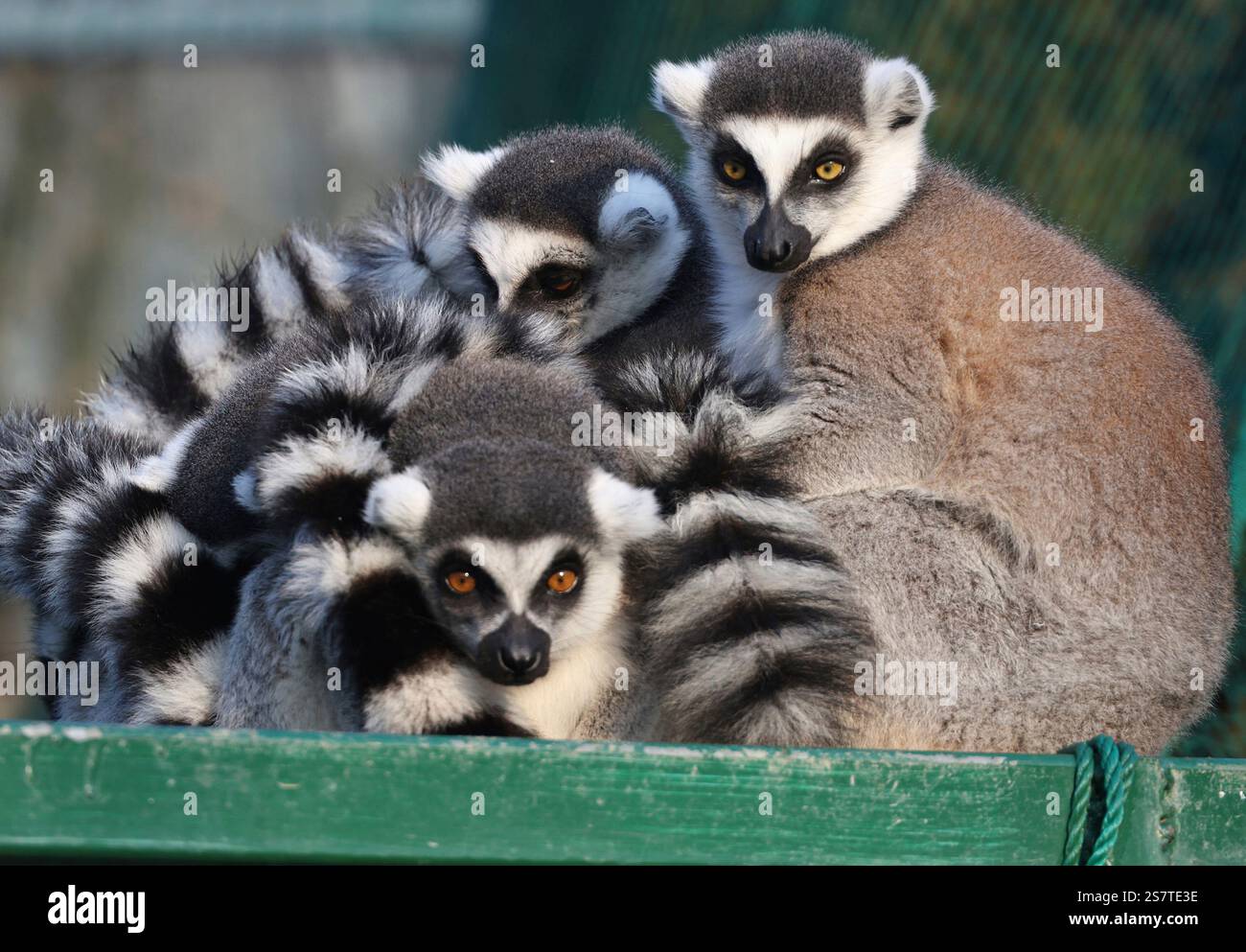 Ring-tailed lemurs are seen huddled together in a ball at a zoo in ...