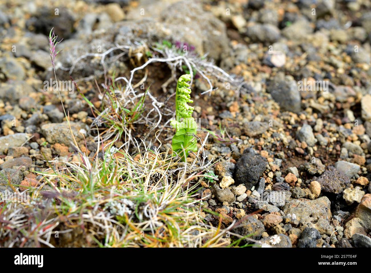 Moonwort (Botrychium lunaria) is a fern native to Northern Hemisphere ...