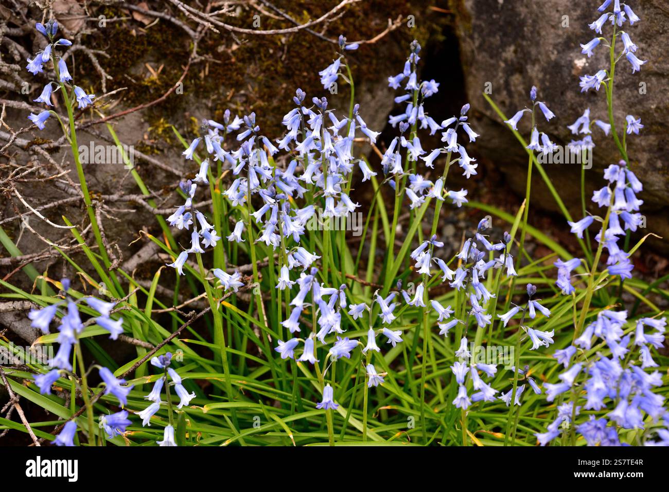 Amethyst hyacinth (Brimeura amethystina) is a perennial herb native to ...