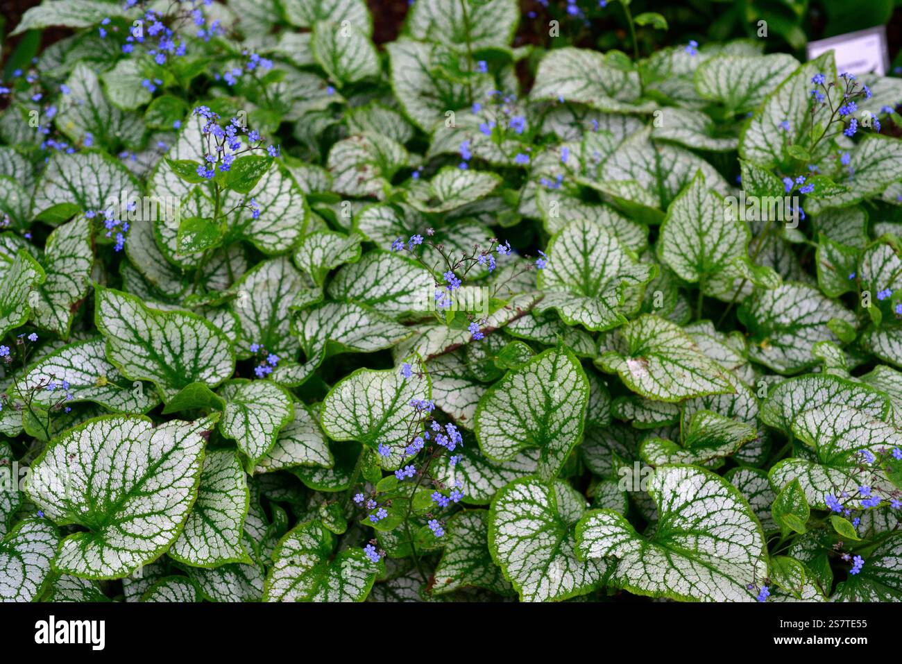 Siberian bugloss (Brunnera macrophyla) is a perennial herb native to ...