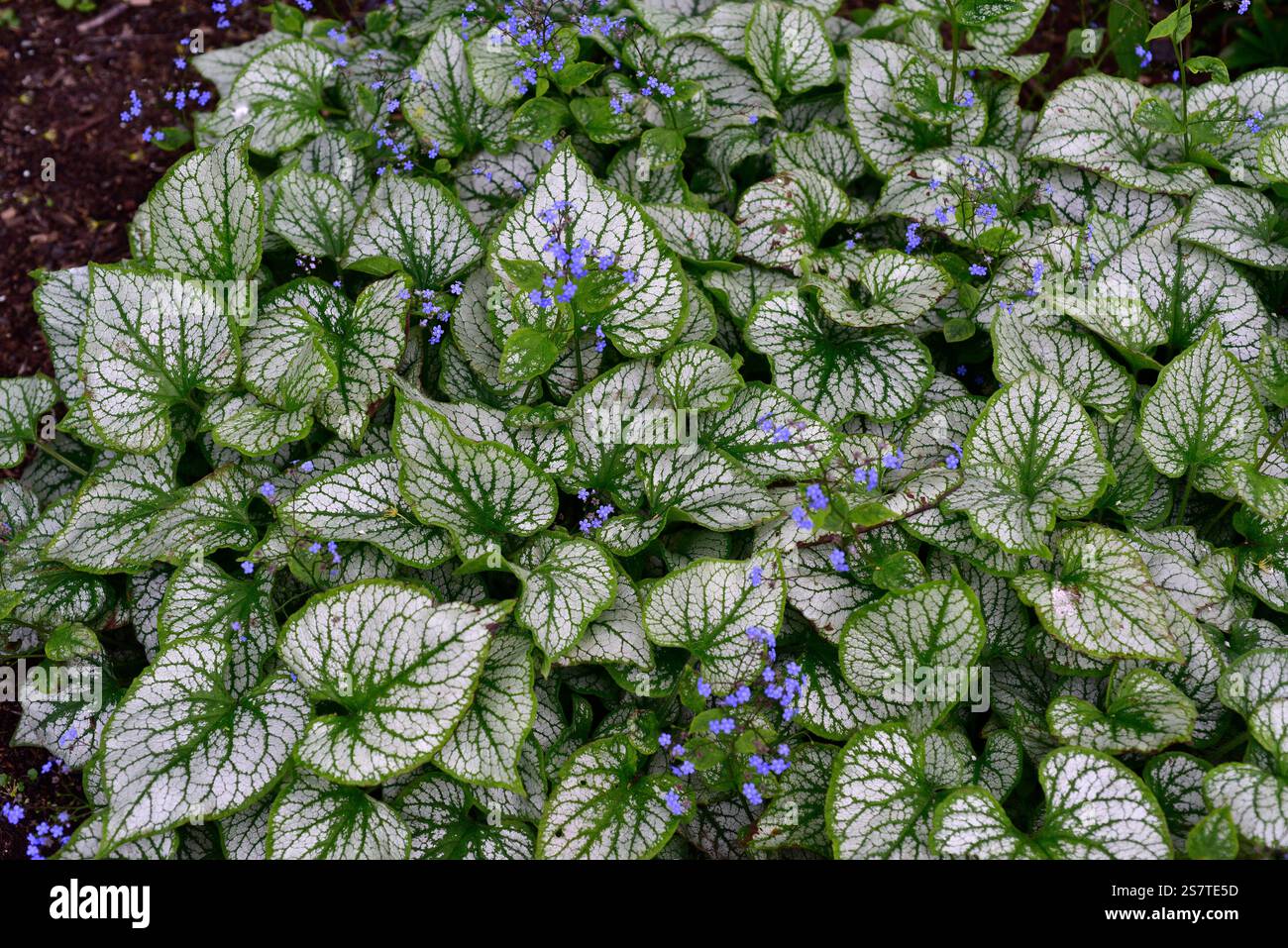 Siberian bugloss (Brunnera macrophyla) is a perennial herb native to ...
