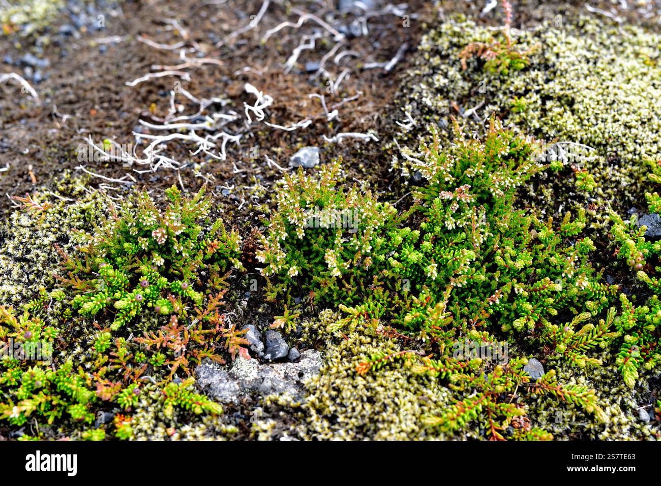 Heather or ling (Calluna vulgaris) with flowers and blackberry ...