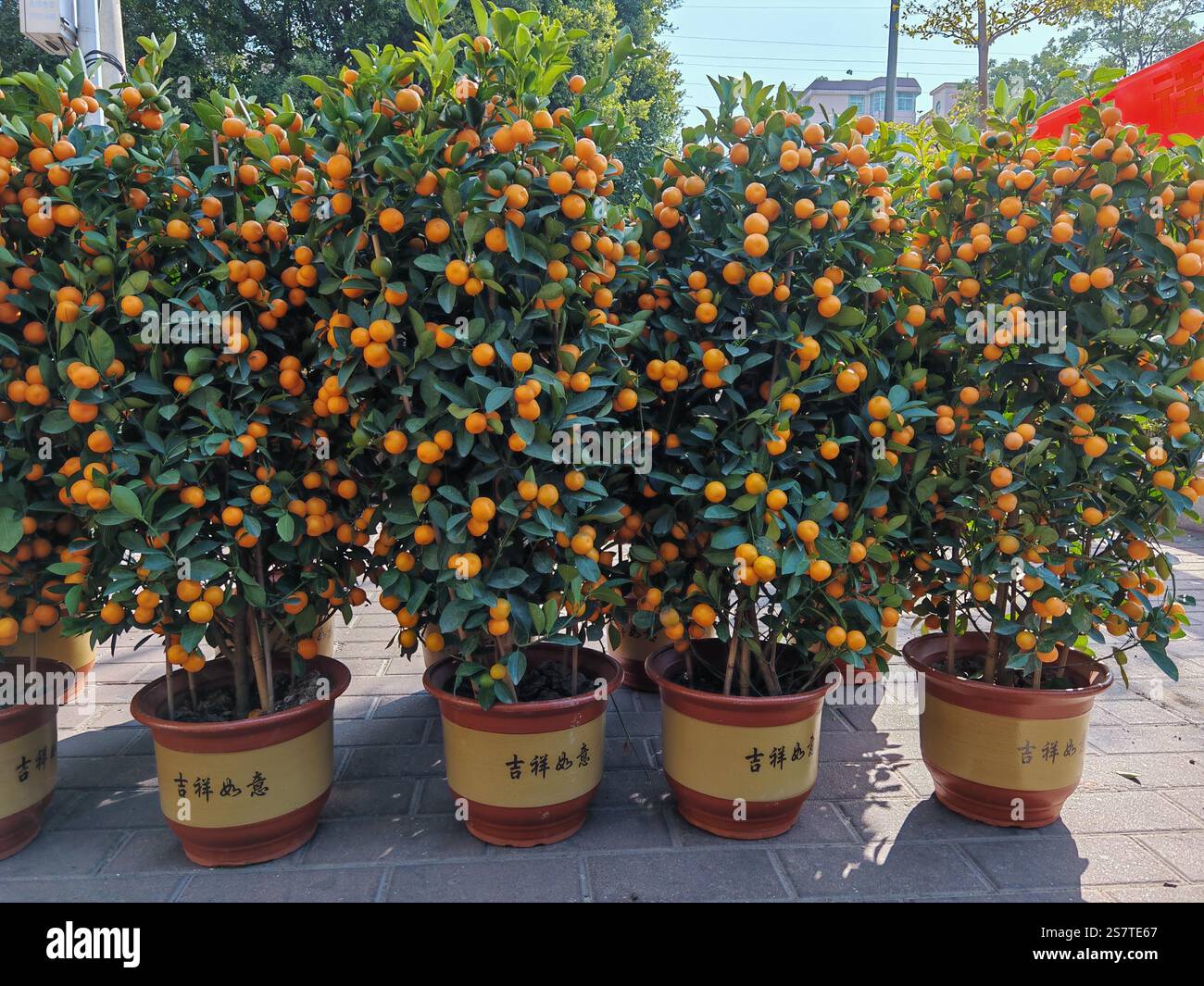 Spring Festival oranges in Guangzhou City, south China's Guangdong ...