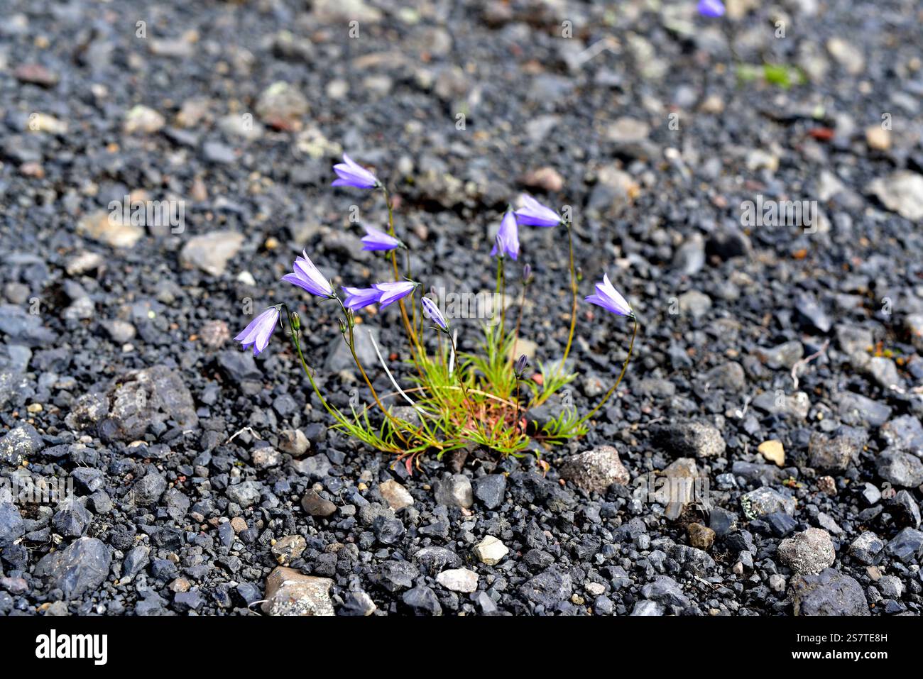 Harebell (Campanula rotundifolia) is a perennial herb native to ...