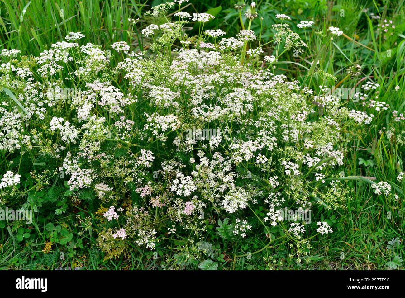 Caraway (Carum carvi) is a biennial plant native to Europe, north ...