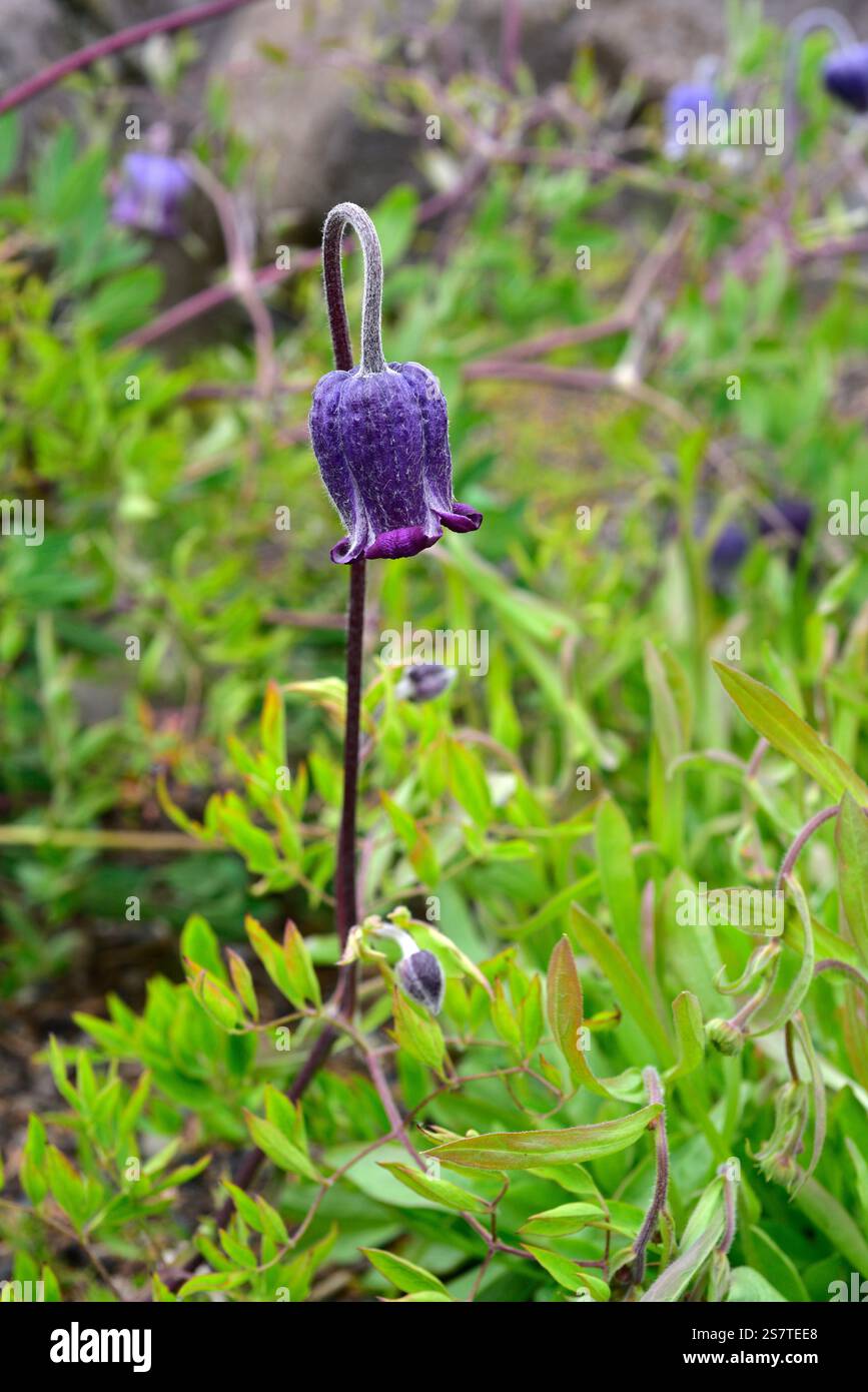 Scott's clematis or sugar bowl clematis (Clematis scottii or Clematis ...