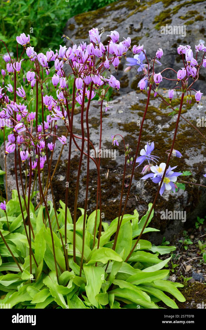 Eastern shooting star (Dodecatheon integrifolium, Primula meadia or ...