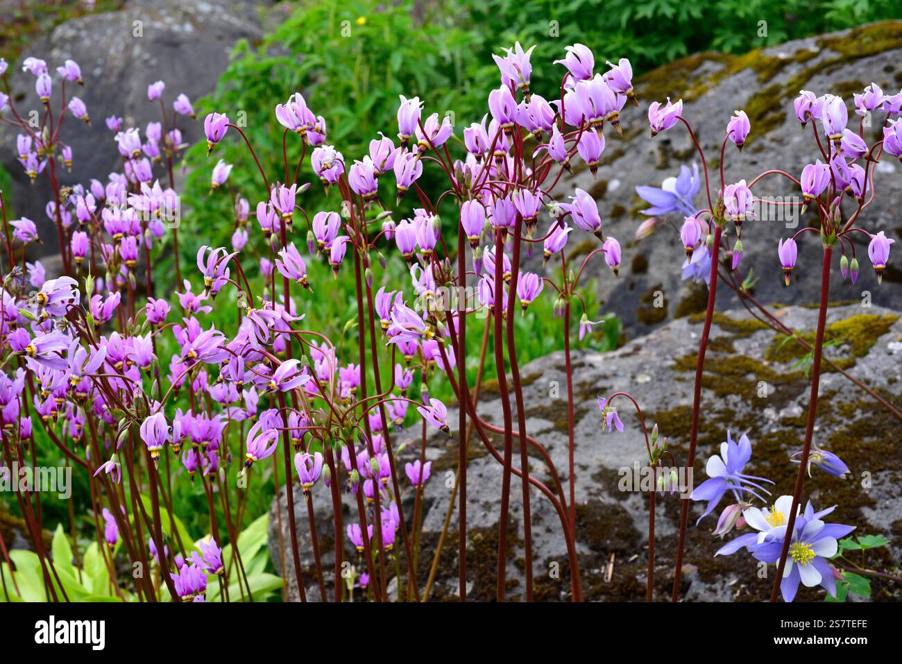 Eastern shooting star (Dodecatheon integrifolium, Primula meadia or ...