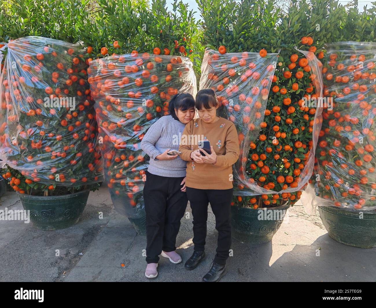 Spring Festival oranges in Guangzhou City, south China's Guangdong ...