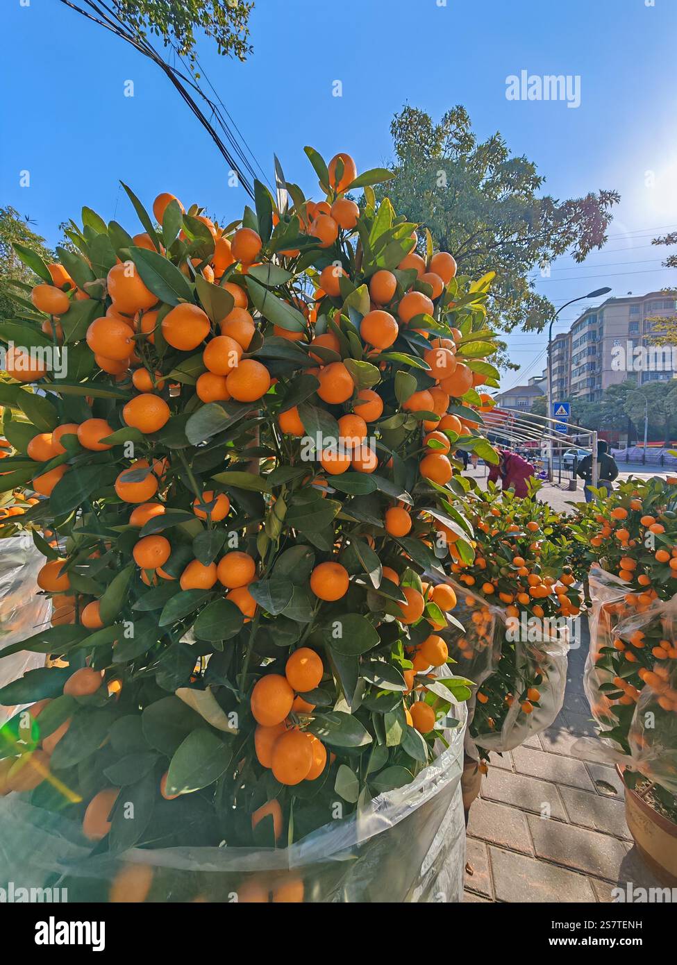 Spring Festival oranges in Guangzhou City, south China's Guangdong ...