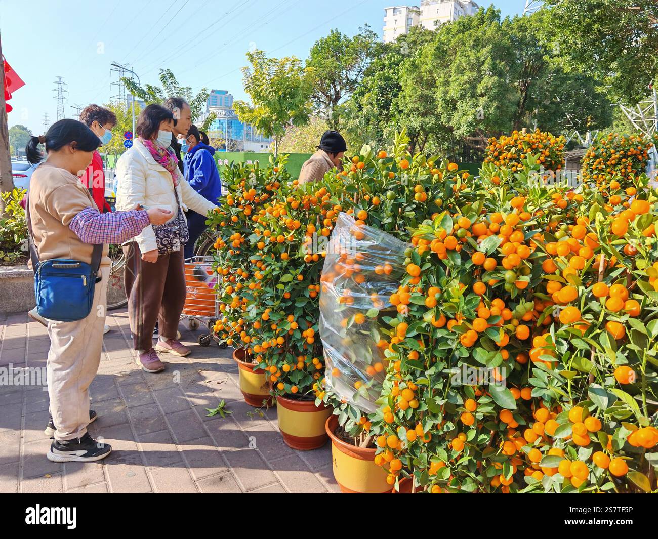 Spring Festival oranges in Guangzhou City, south China's Guangdong ...