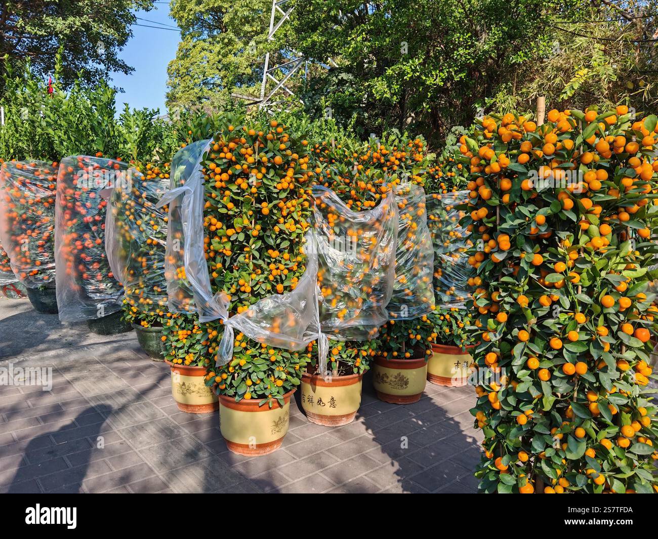 Spring Festival oranges in Guangzhou City, south China's Guangdong ...