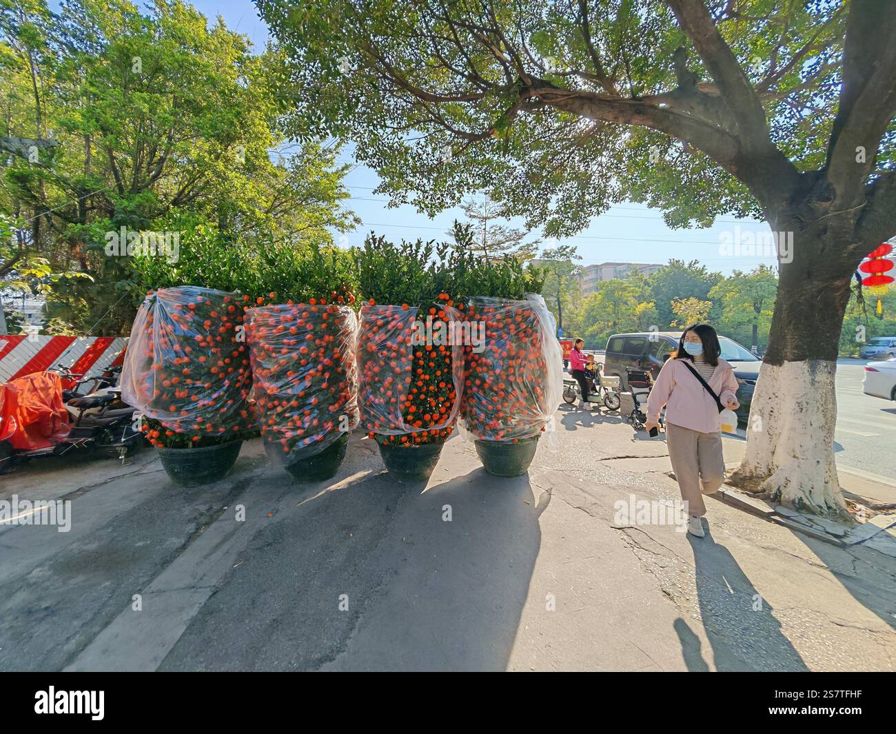 Spring Festival oranges in Guangzhou City, south China's Guangdong ...