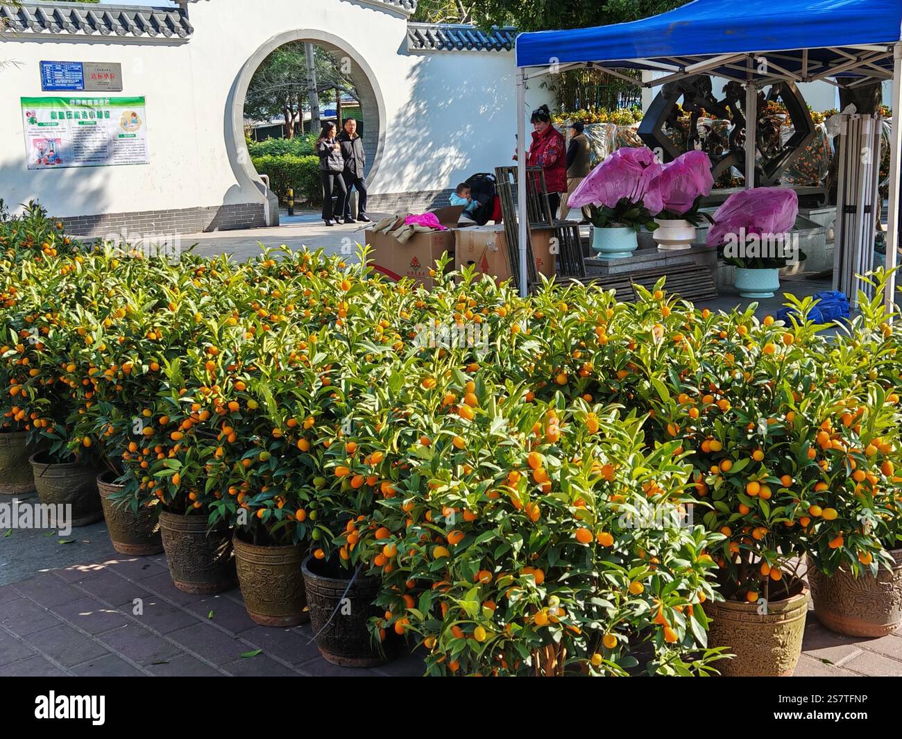 Spring Festival oranges in Guangzhou City, south China's Guangdong ...