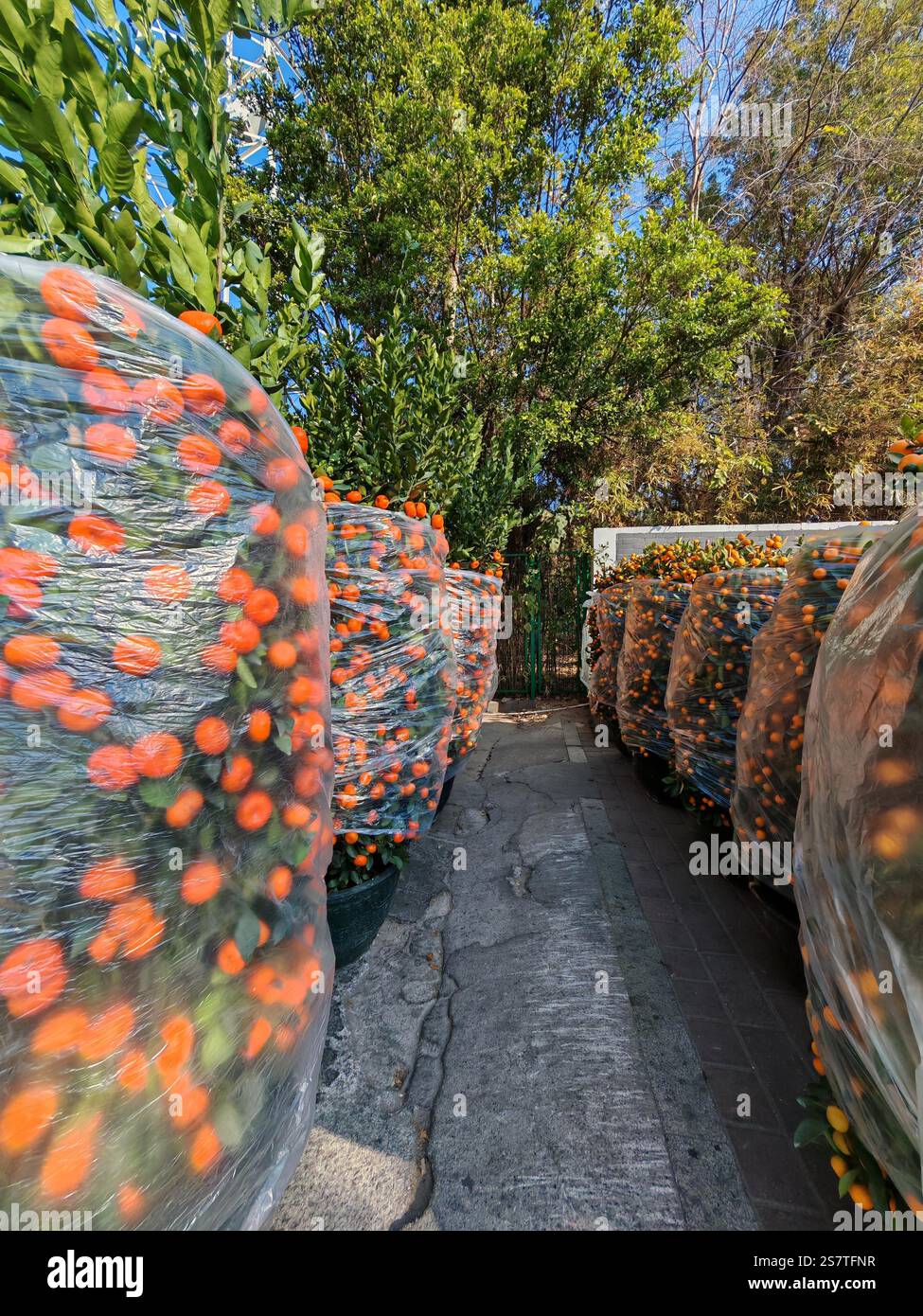 Spring Festival oranges in Guangzhou City, south China's Guangdong ...