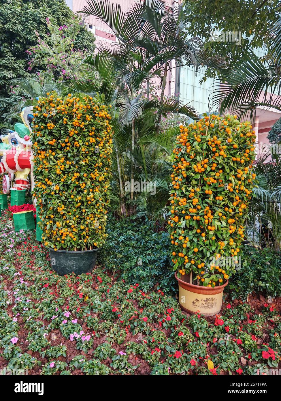 Spring Festival oranges in Guangzhou City, south China's Guangdong ...