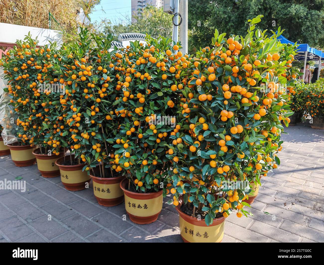 Spring Festival oranges in Guangzhou City, south China's Guangdong ...