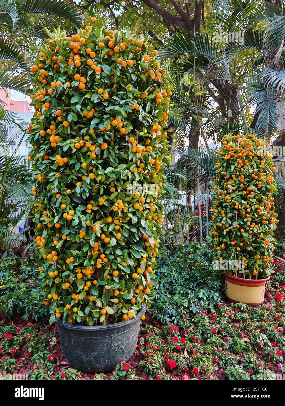Spring Festival oranges in Guangzhou City, south China's Guangdong ...