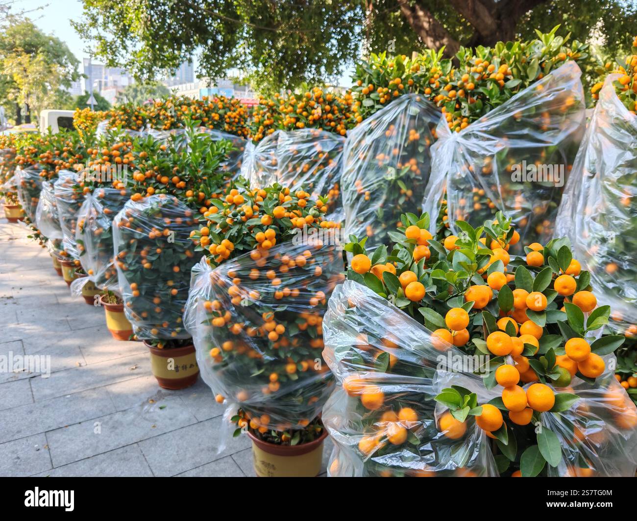 Spring Festival oranges in Guangzhou City, south China's Guangdong ...